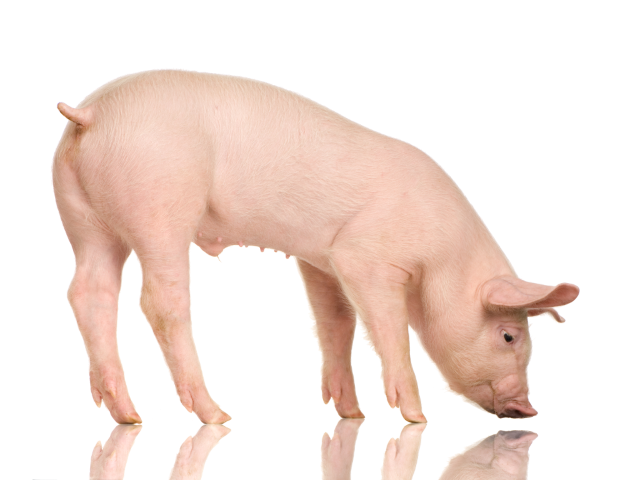 Dreamland Piggery and Abattoir – Working to feed a nation